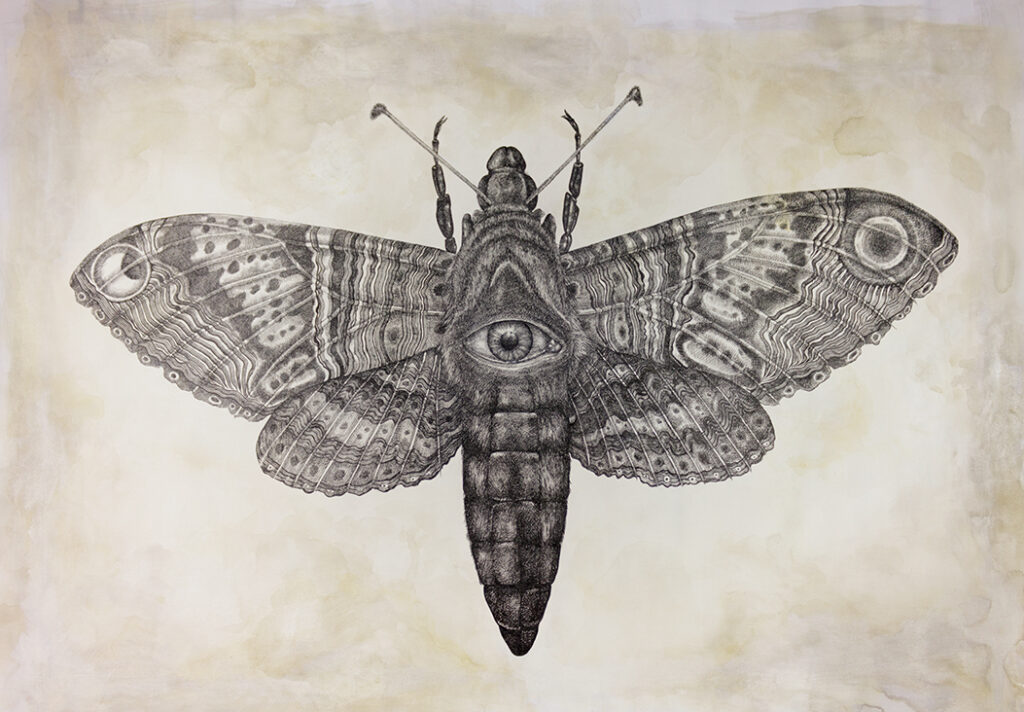 Alexis Diaz - Wunderkammern